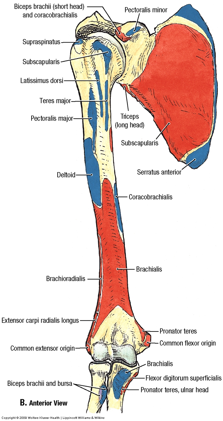 Arm and Cubital Fossa