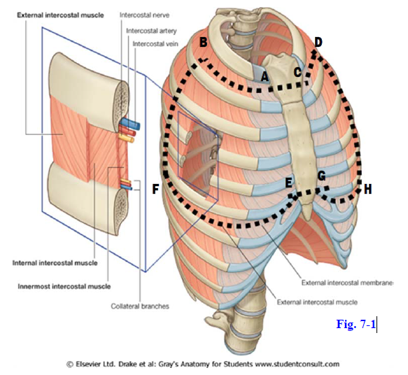 Thoracic Wall, Pleura, and Lungs