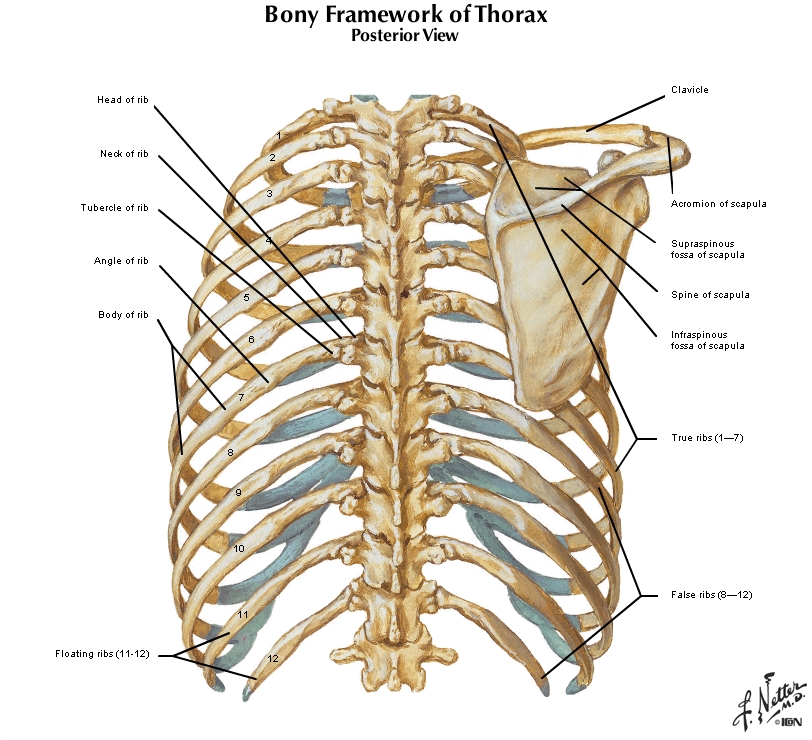 Pectoral Region and Axilla