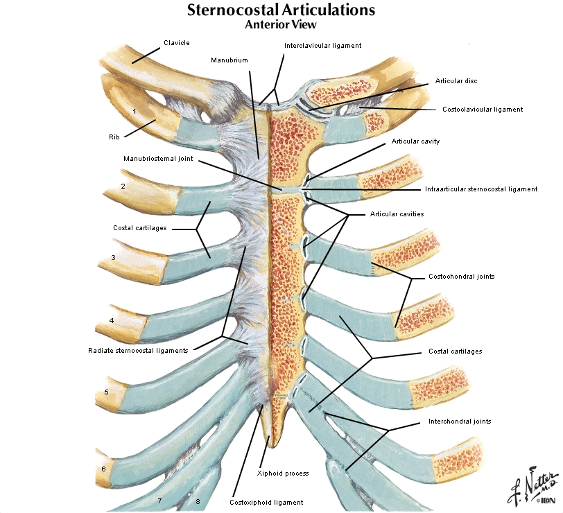 Pectoral Region and Axilla