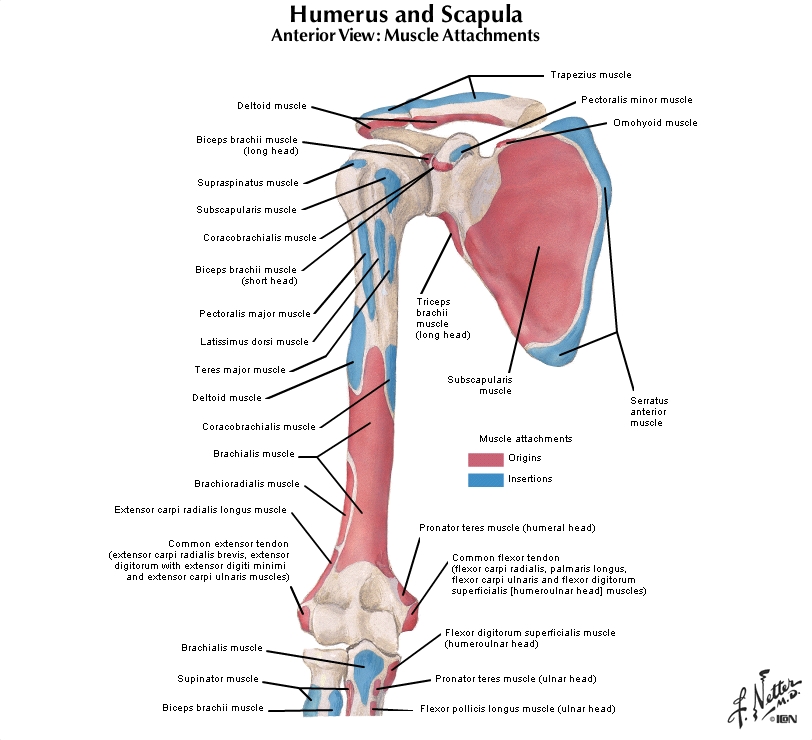Arm and Cubital Fossa