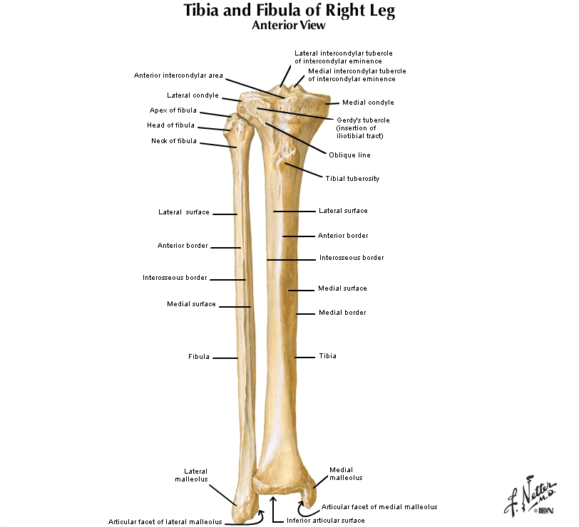 Leg and Popliteal Area